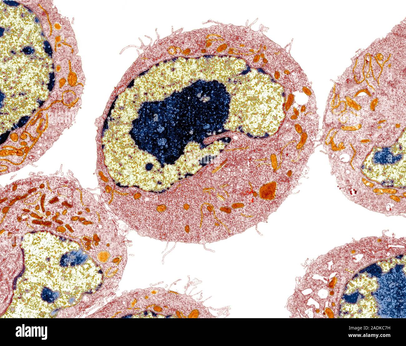 Dendritic cell. Coloured transmission electron micrograph (TEM) of a ...