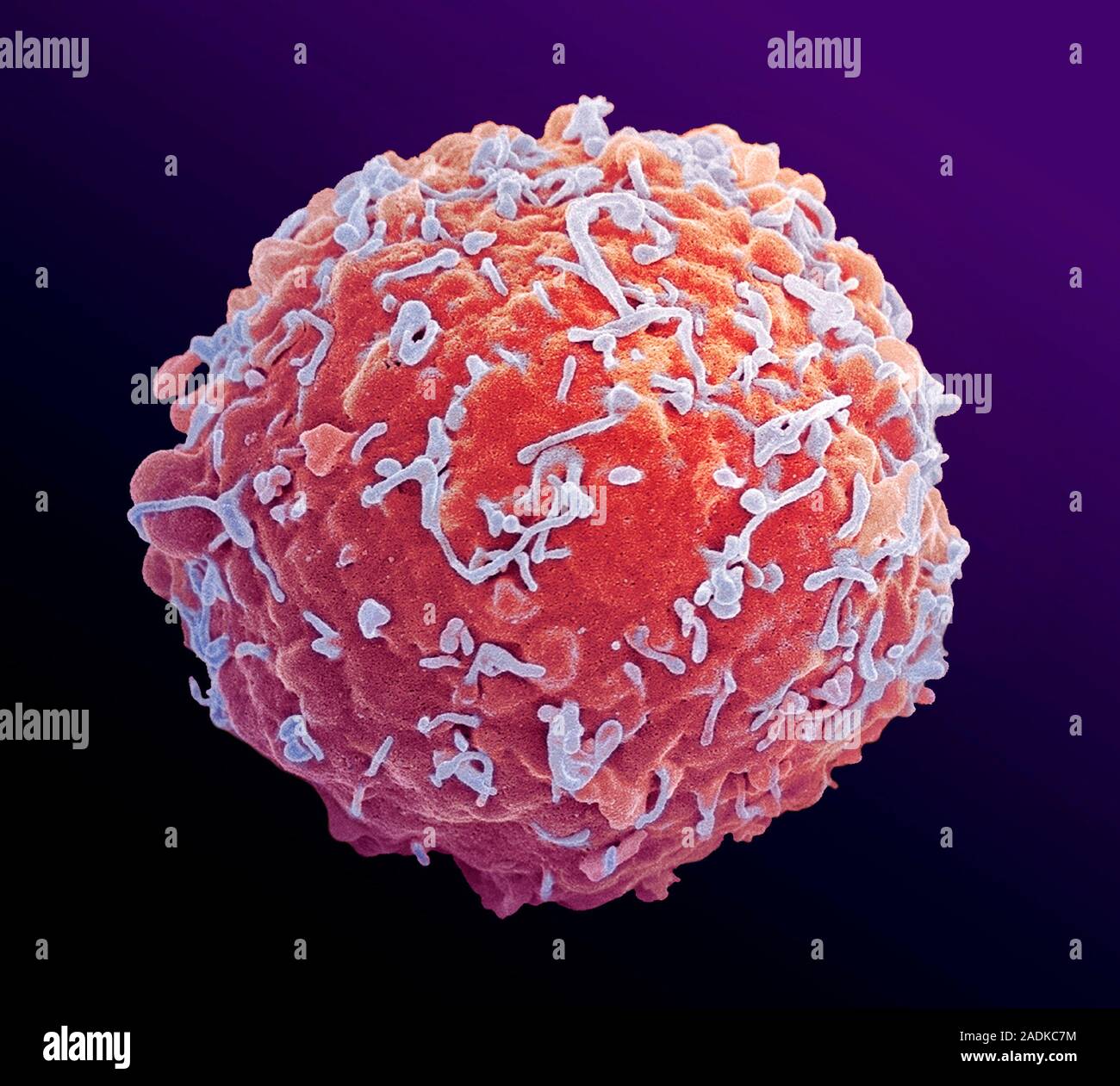 Immune system cell. Coloured scanning electron micrograph (SEM) of a ...