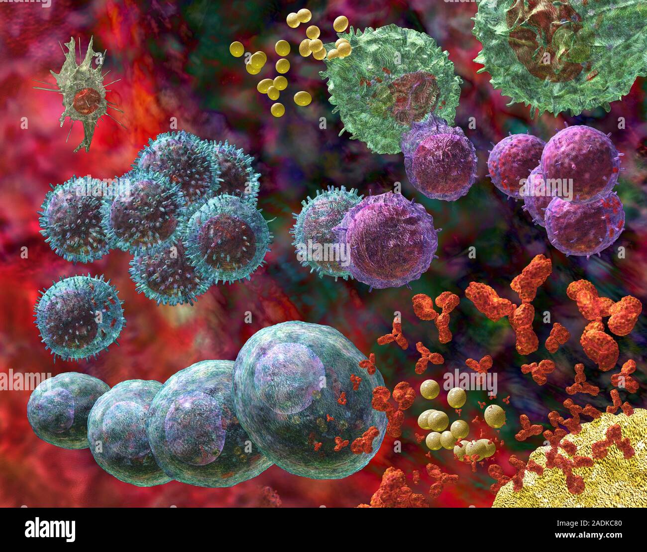 This image may not be used in educational posters T cell dependent B ...