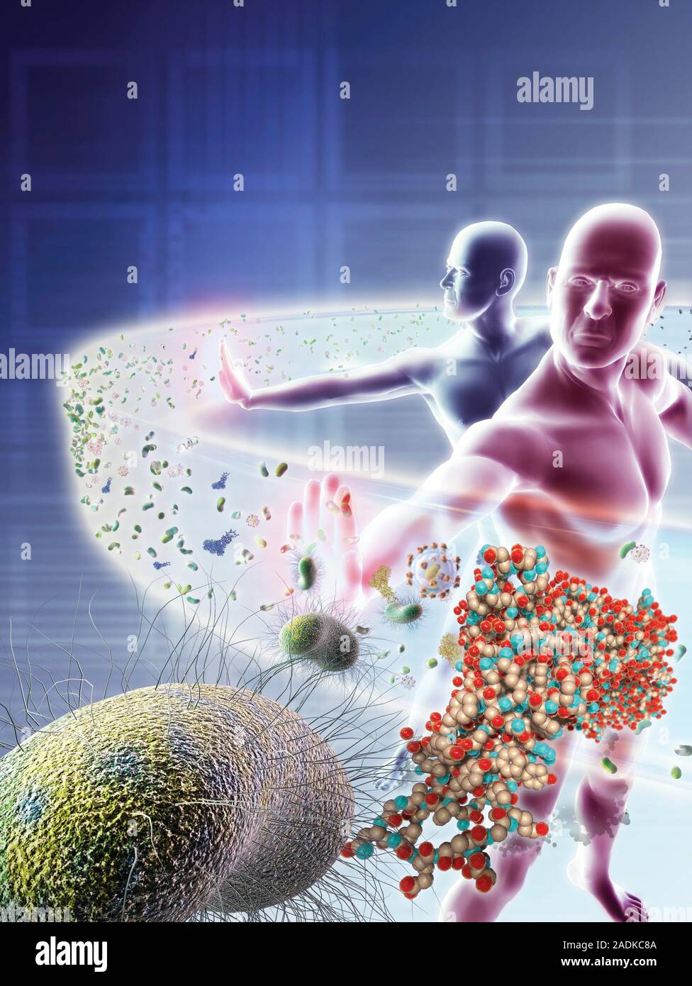 Immune system. Conceptual computer artwork of the immune system ...