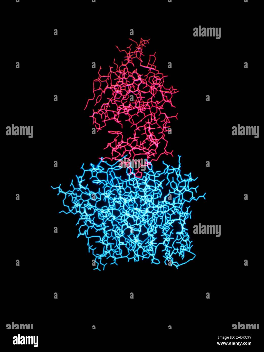 Molecular computer graphic of an antibody-antigen complex. The antigen ...
