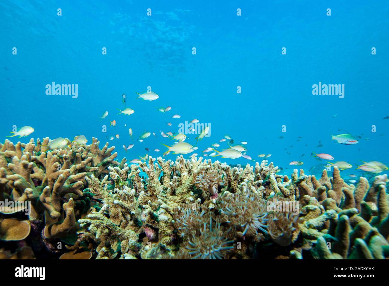 Tropical Coral Reef Underwater Landscape Stock Photo - Alamy