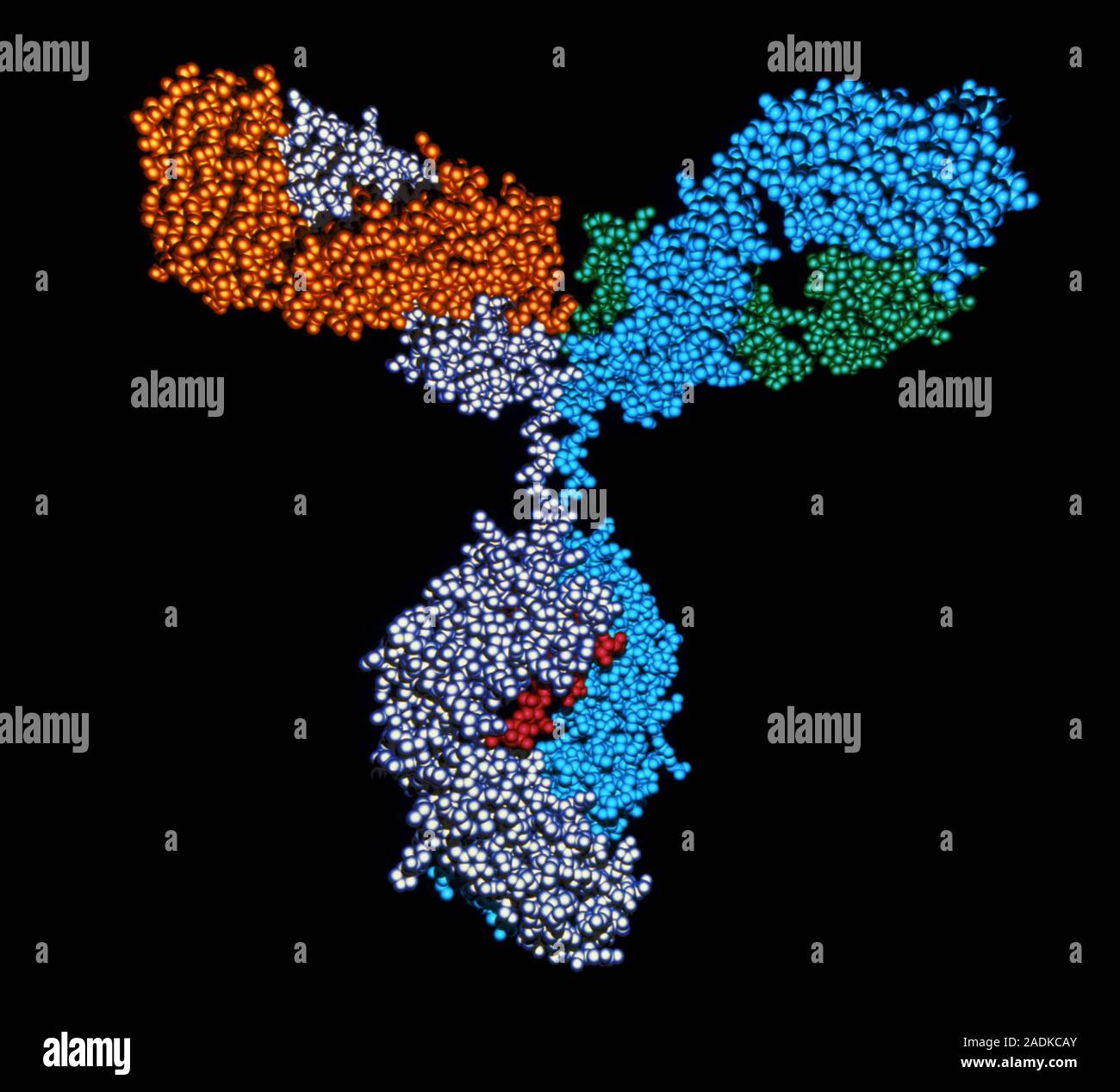 Immunoglobulin G antibody. Molecular model of the antibody ...