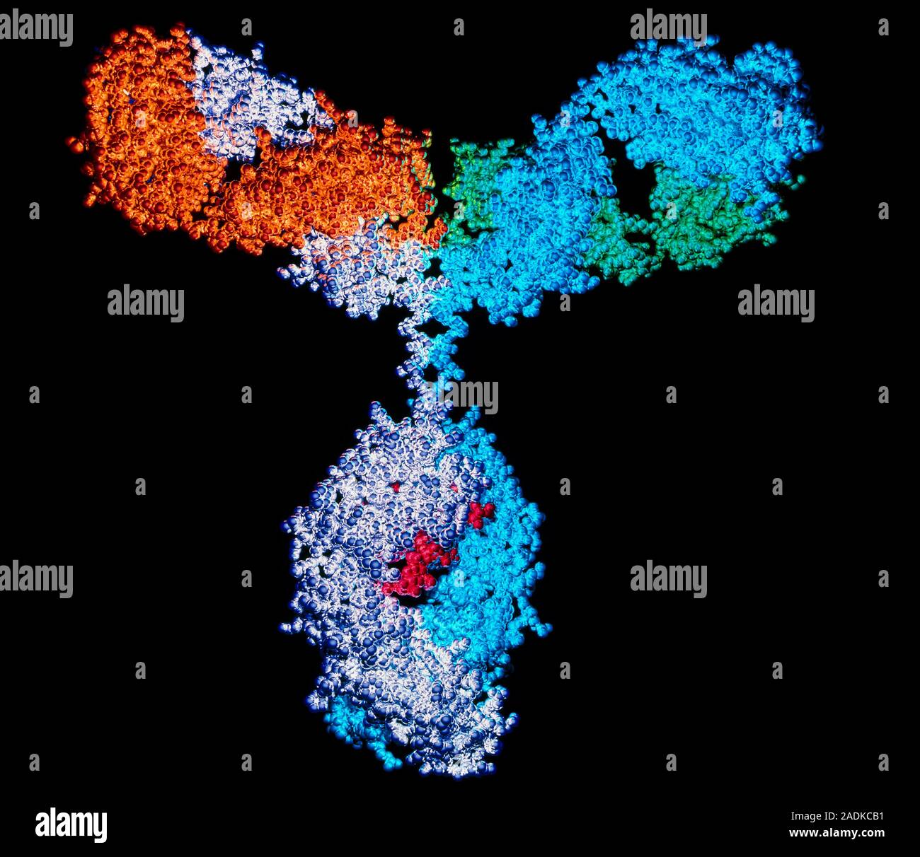 Immunoglobulin G antibody. Molecular model of the antibody ...