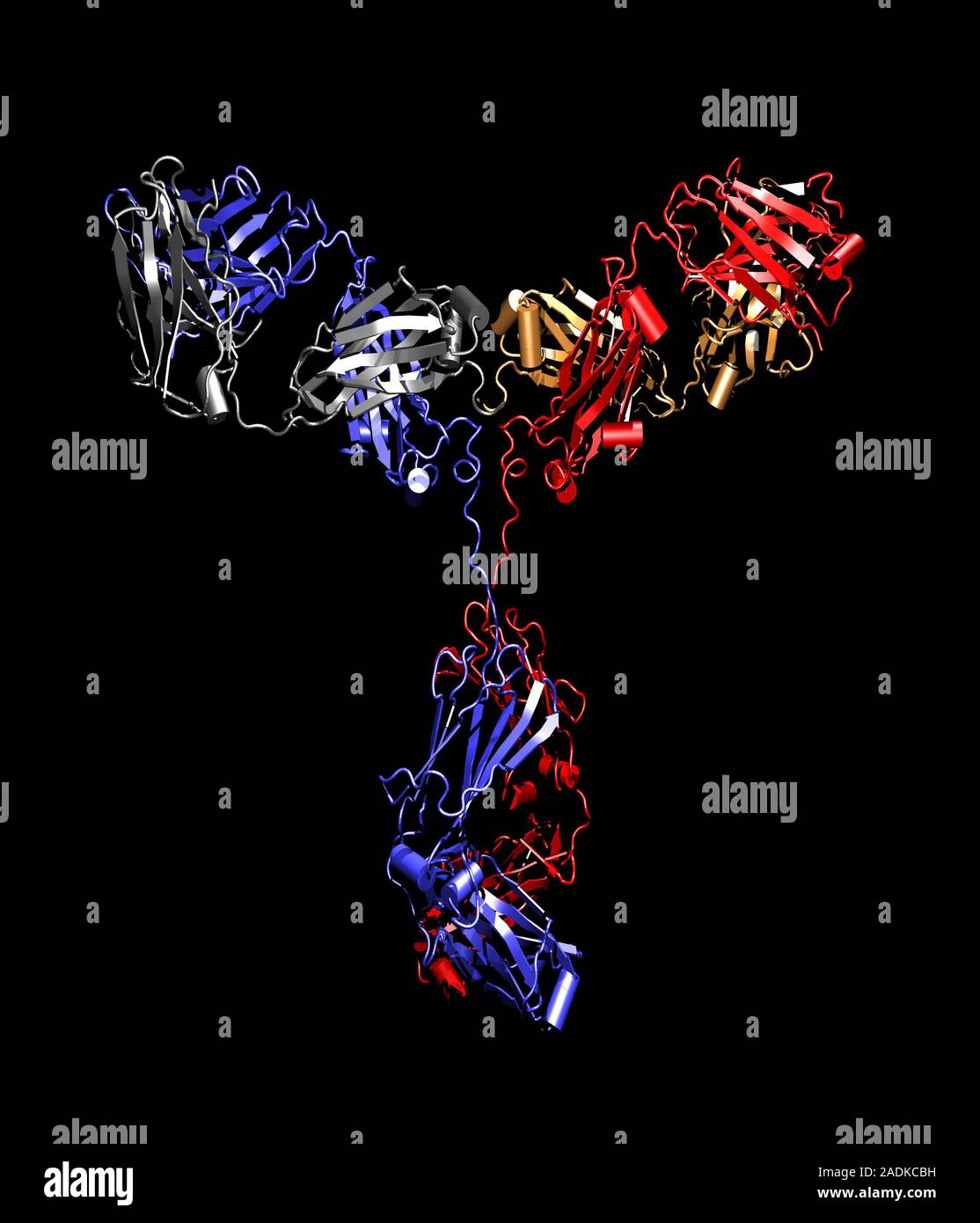 Immunoglobulin G antibody. Molecular model of the antibody ...
