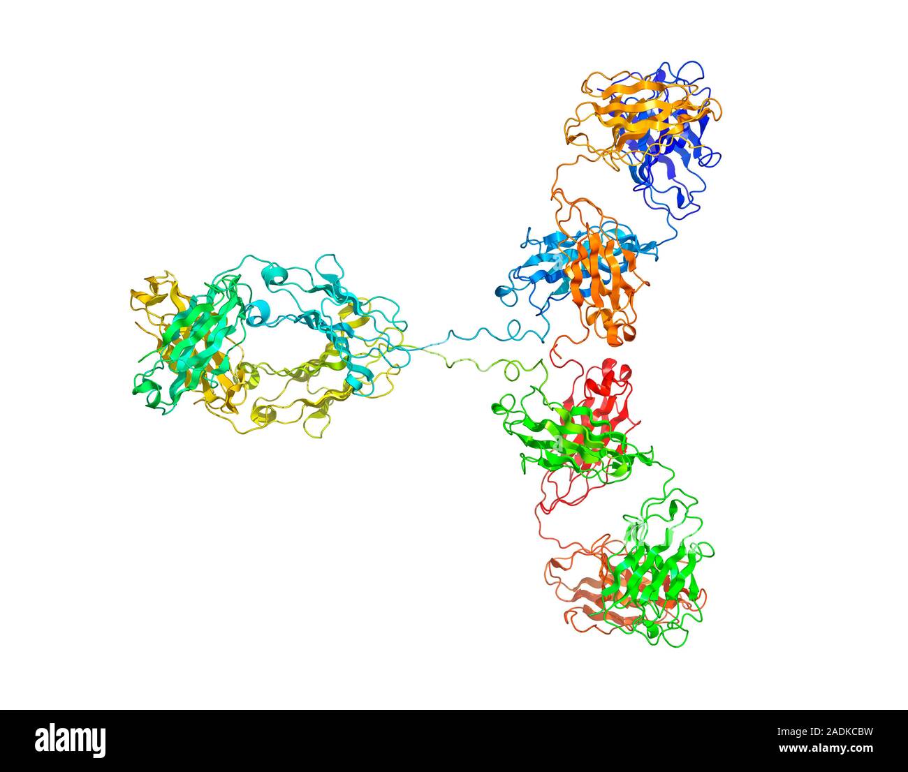 Immunoglobulin G antibody molecule. Computer model of the secondary ...