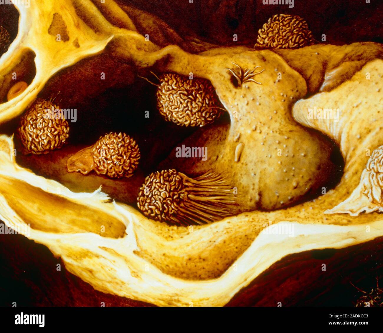 Illustration based on a scanning electron micrograph of macrophages ...