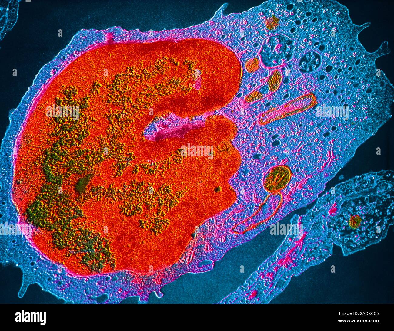False-colour transmission electron micrograph (TEM) of a human monocyte ...