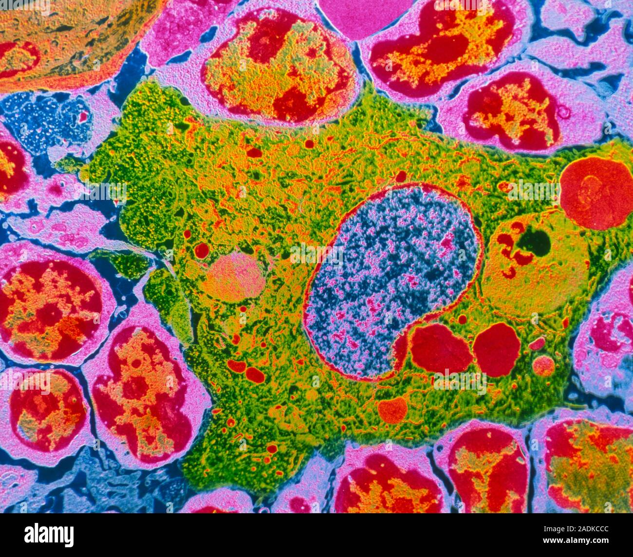 False-colour transmission electron micrograph (TEM) of a macrophage ...