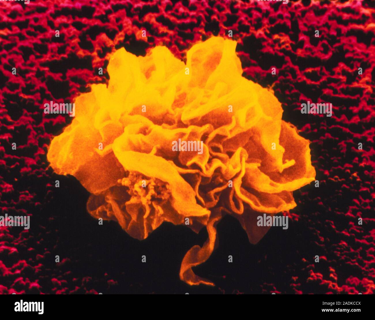 Macrophage. False-colour scanning electron micro- graph (SEM) of a ...