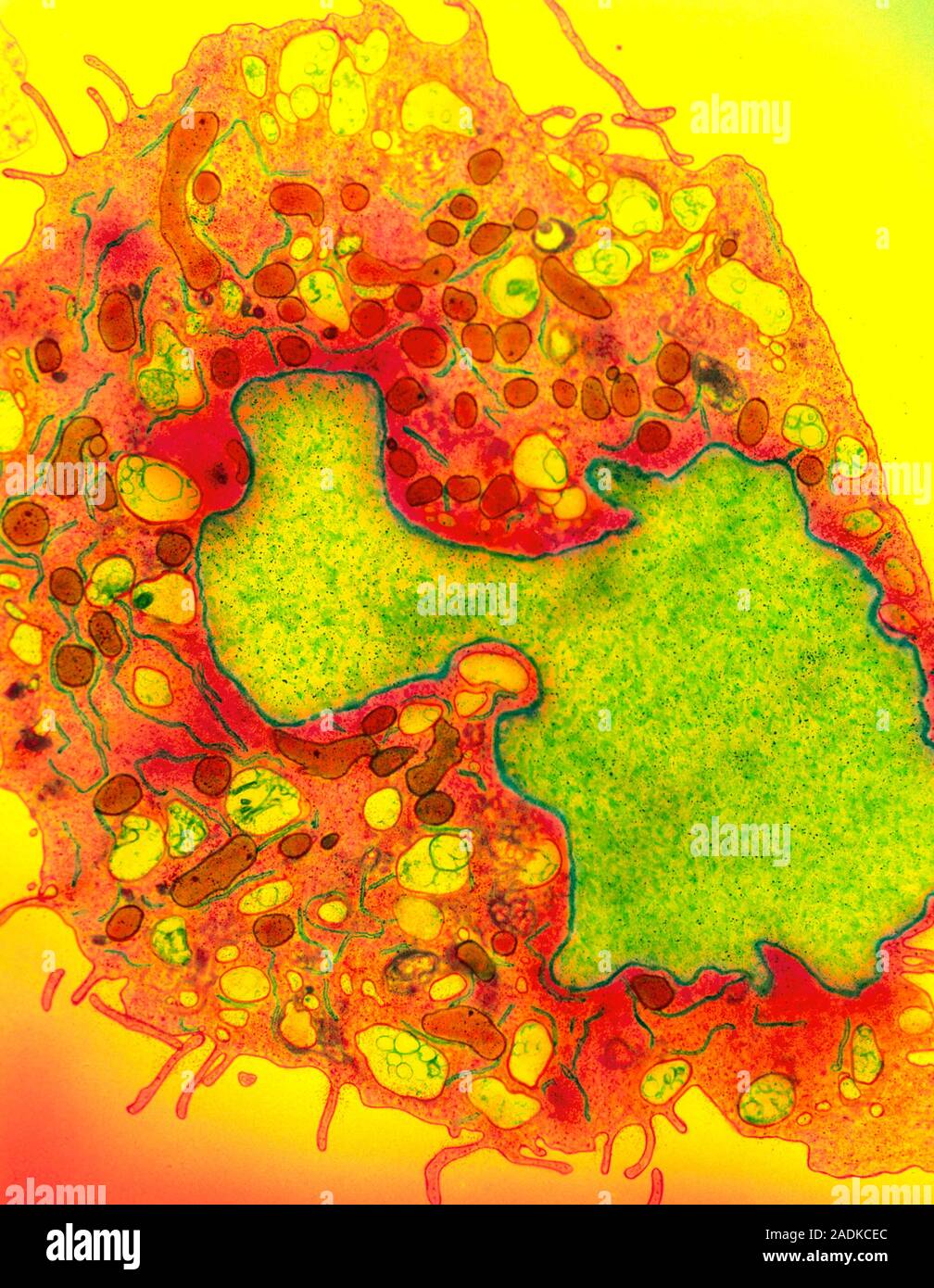Macrophage. Coloured transmission electron micrograph (TEM) of a ...
