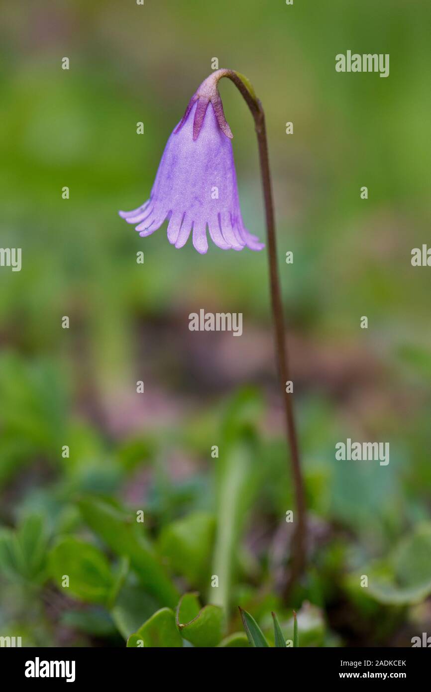 Dwarf snowbell (Soldanella pusilla) in flower in the Alps, Austria ...