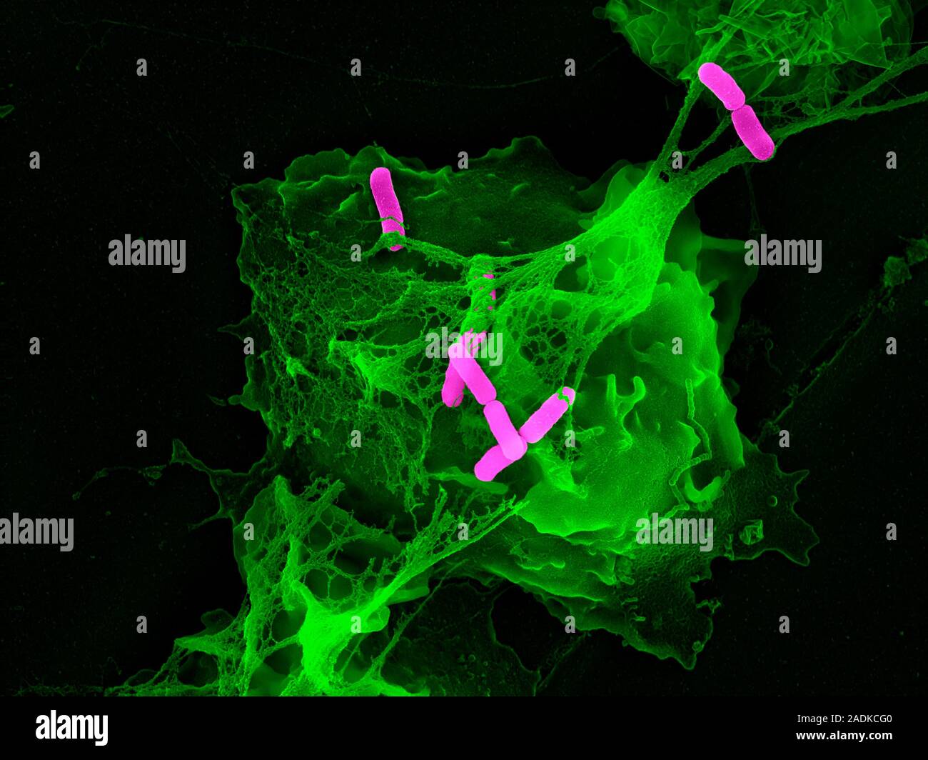 Neutrophil cell trapping bacteria. Coloured scanning electron ...