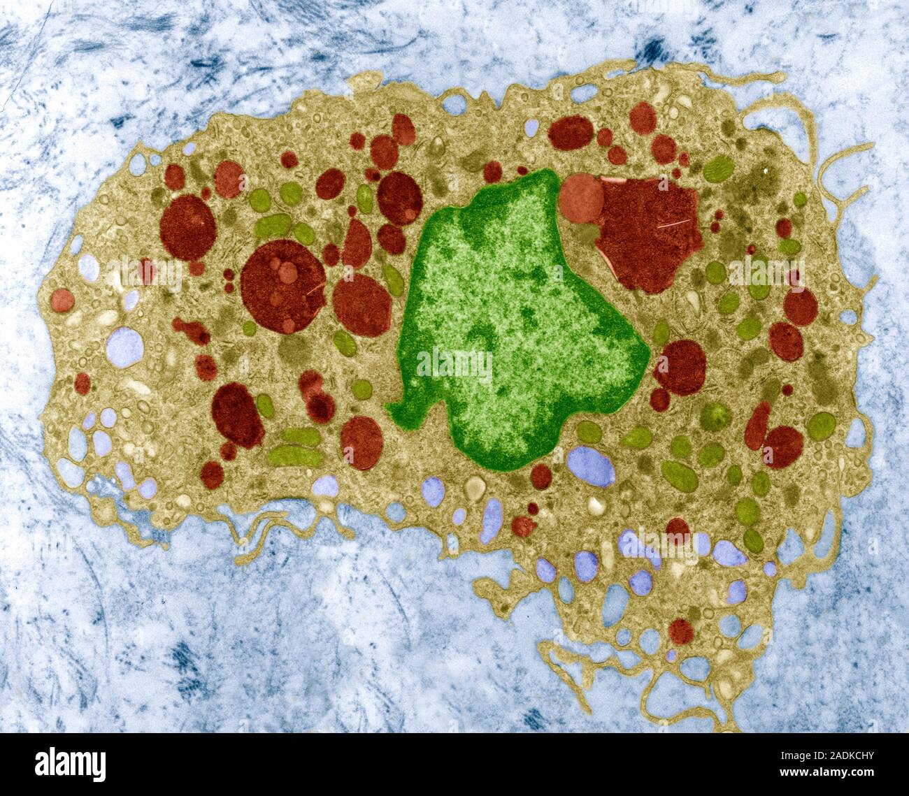Macrophage. Coloured transmission electron micrograph (TEM) of a ...