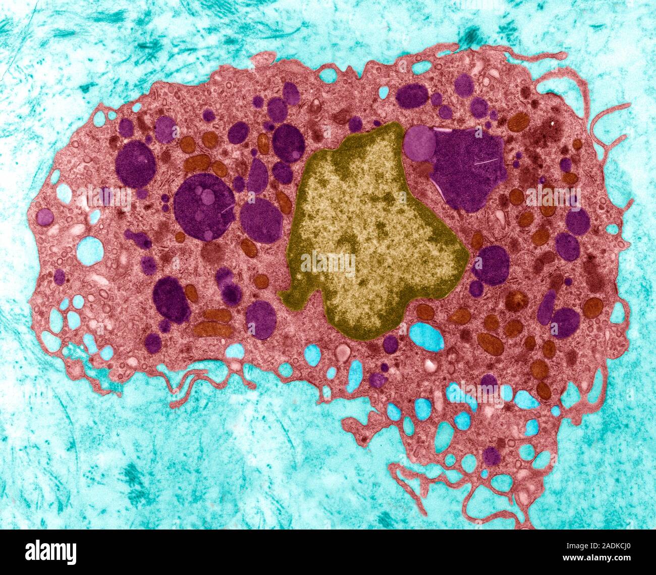 Macrophage. Coloured transmission electron micrograph (TEM) of a ...