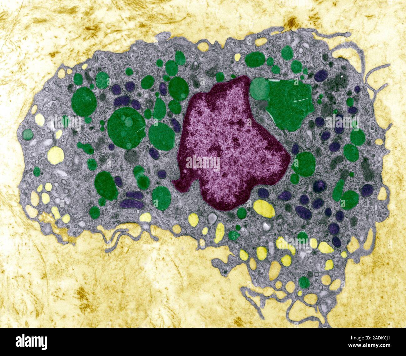 Macrophage. Coloured transmission electron micrograph (TEM) of a ...