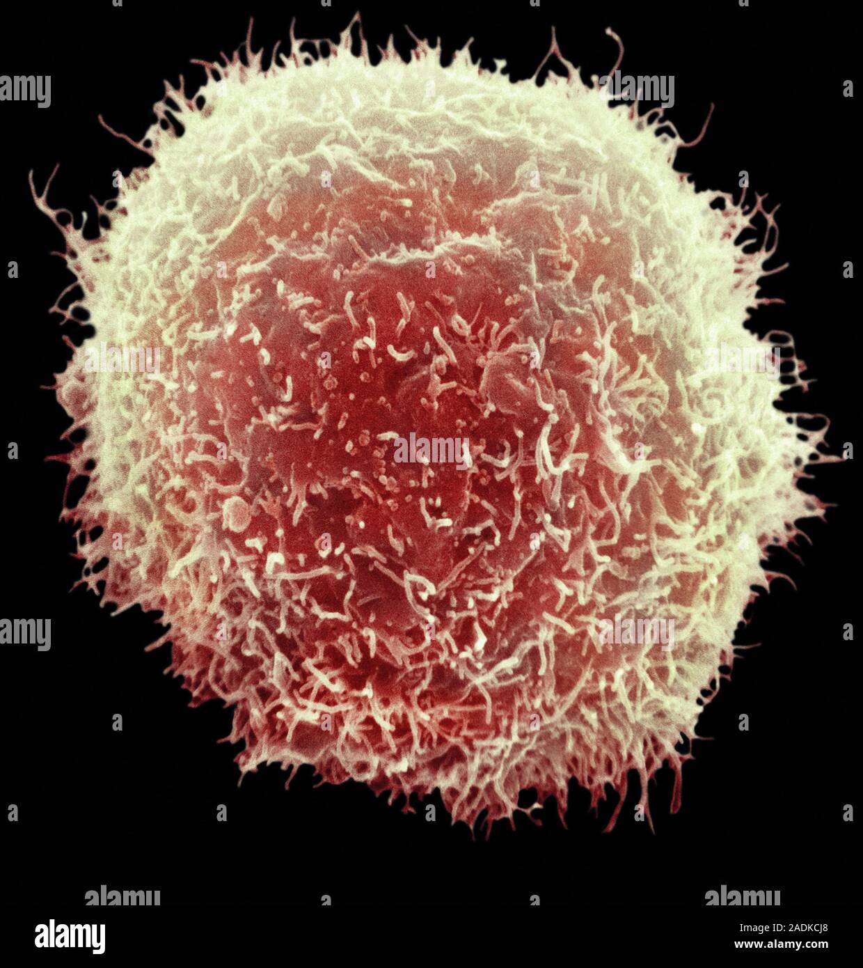 Macrophage. Coloured scanning electron micrograph (SEM) of a type of ... Macrophage. Coloured scanning electron micrograph (SEM) of a type of ...