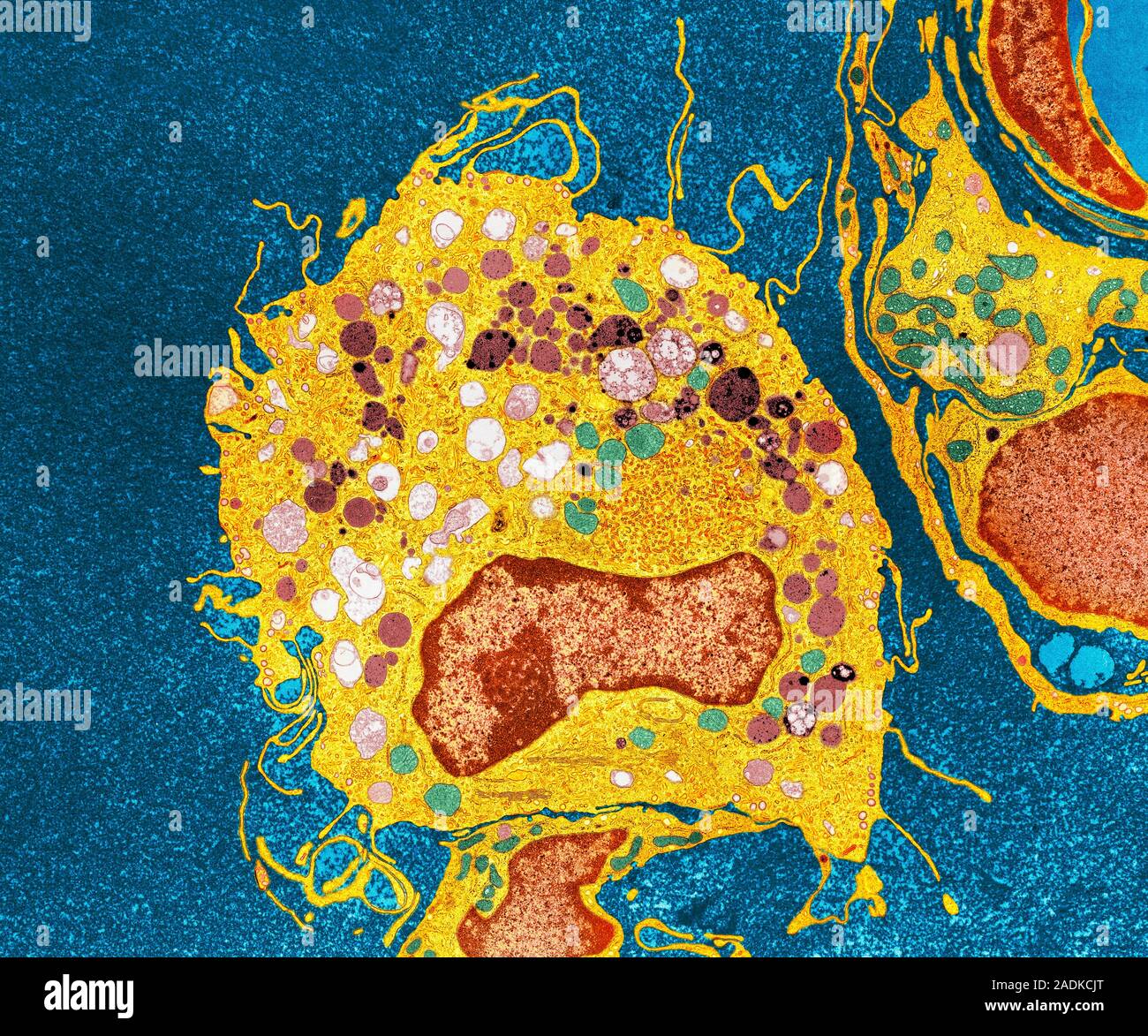 Macrophage. Coloured transmission electron micrograph (TEM) of a ...