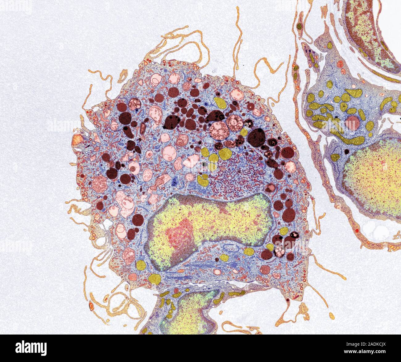 Macrophage. Coloured transmission electron micrograph (TEM) of a ...