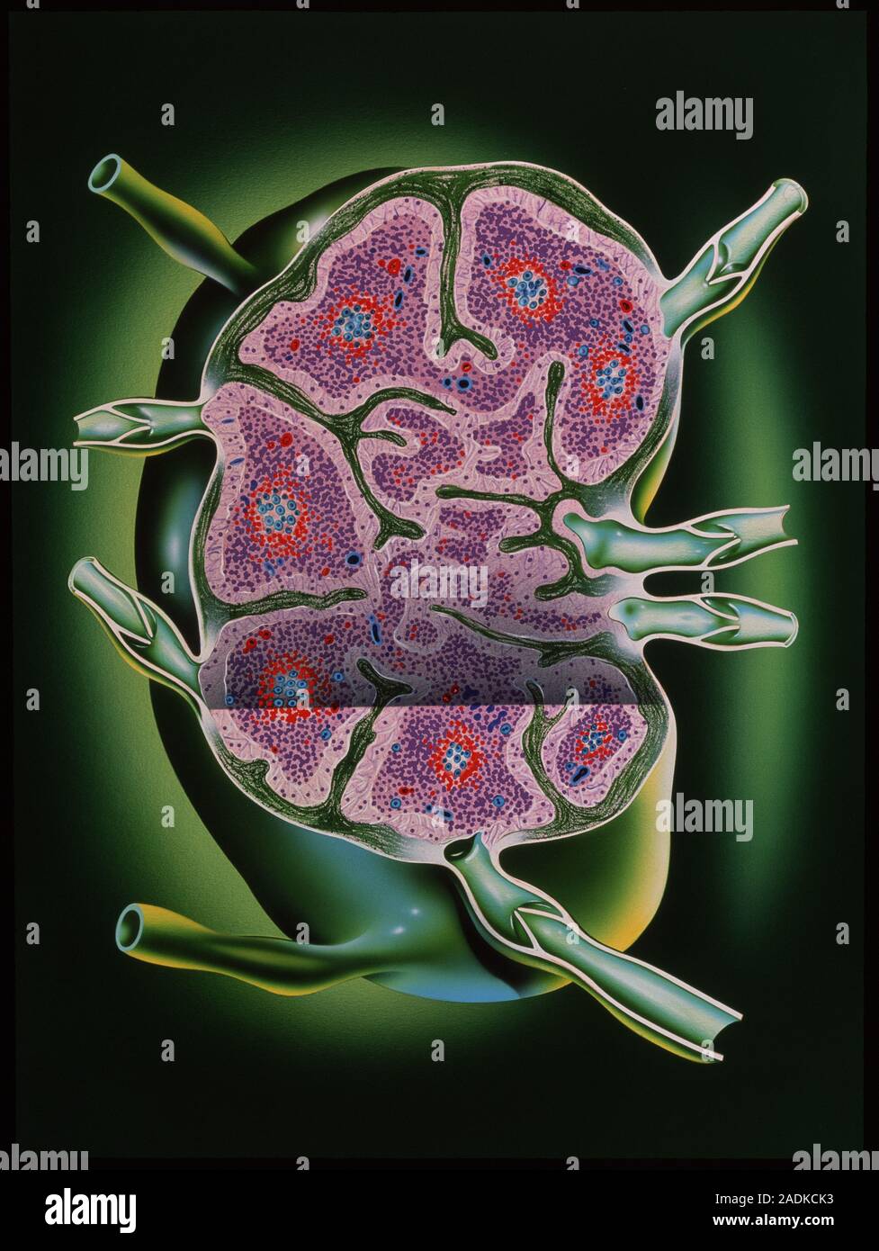 Illustration of a sectioned, whole human lymph node. Lymph nodes are ...