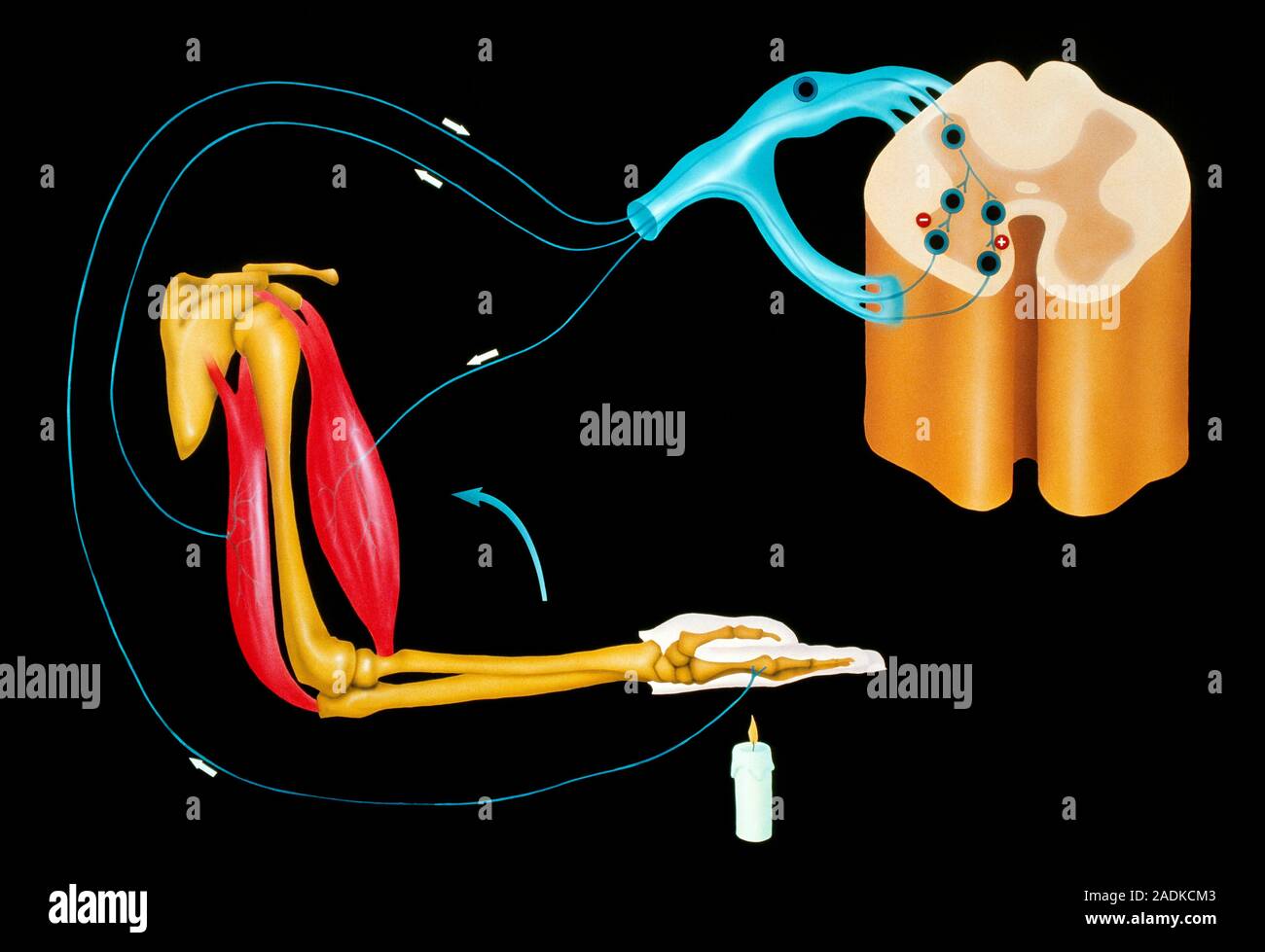 Illustration depicting the human nervous reflex arc, showing the ...