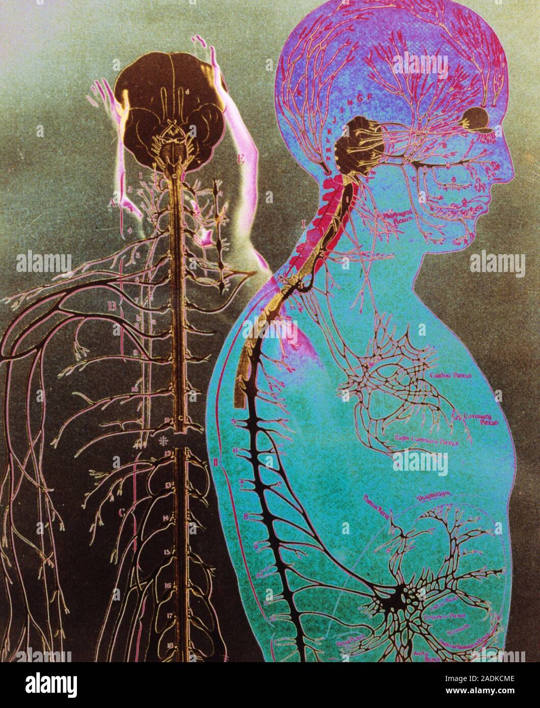 Human nervous system. Collage illustration of the central nervous ...