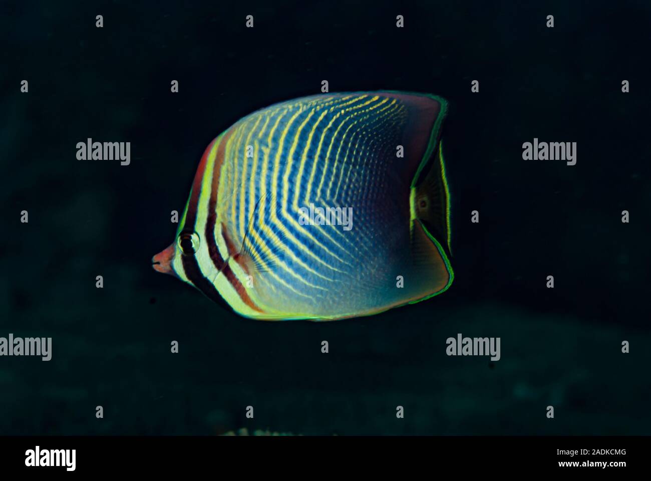 Baronessa butterflyfish hi-res stock photography and images - Alamy