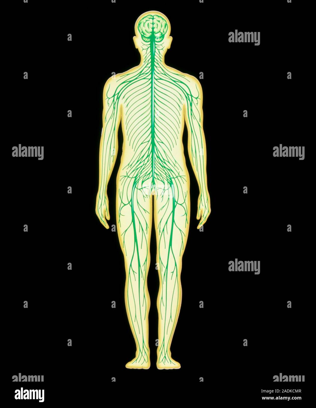 Human nervous system. Coloured illustration of the nervous system ...