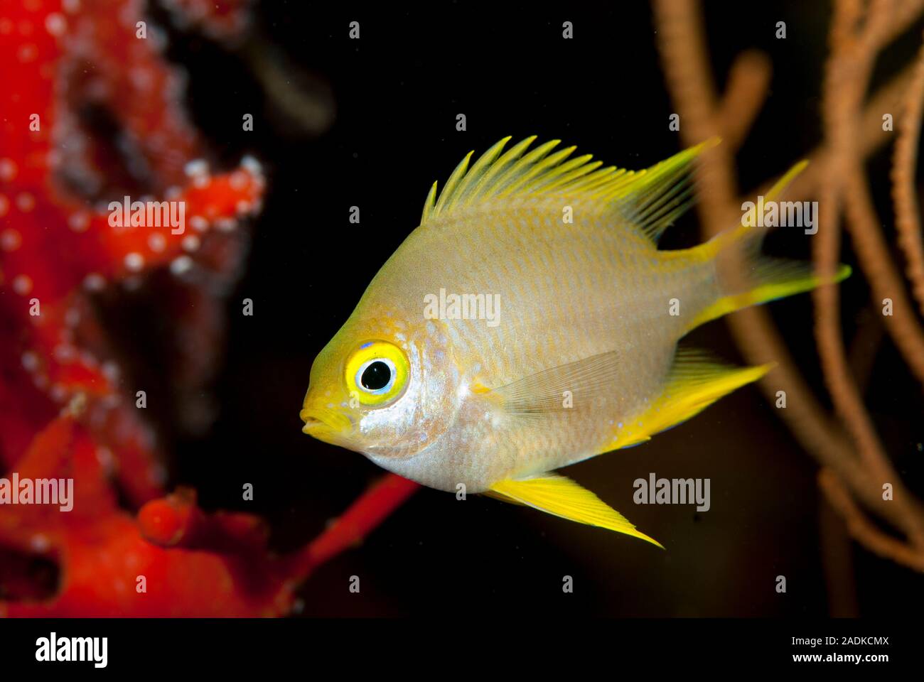 Golden damsel hi-res stock photography and images - Alamy