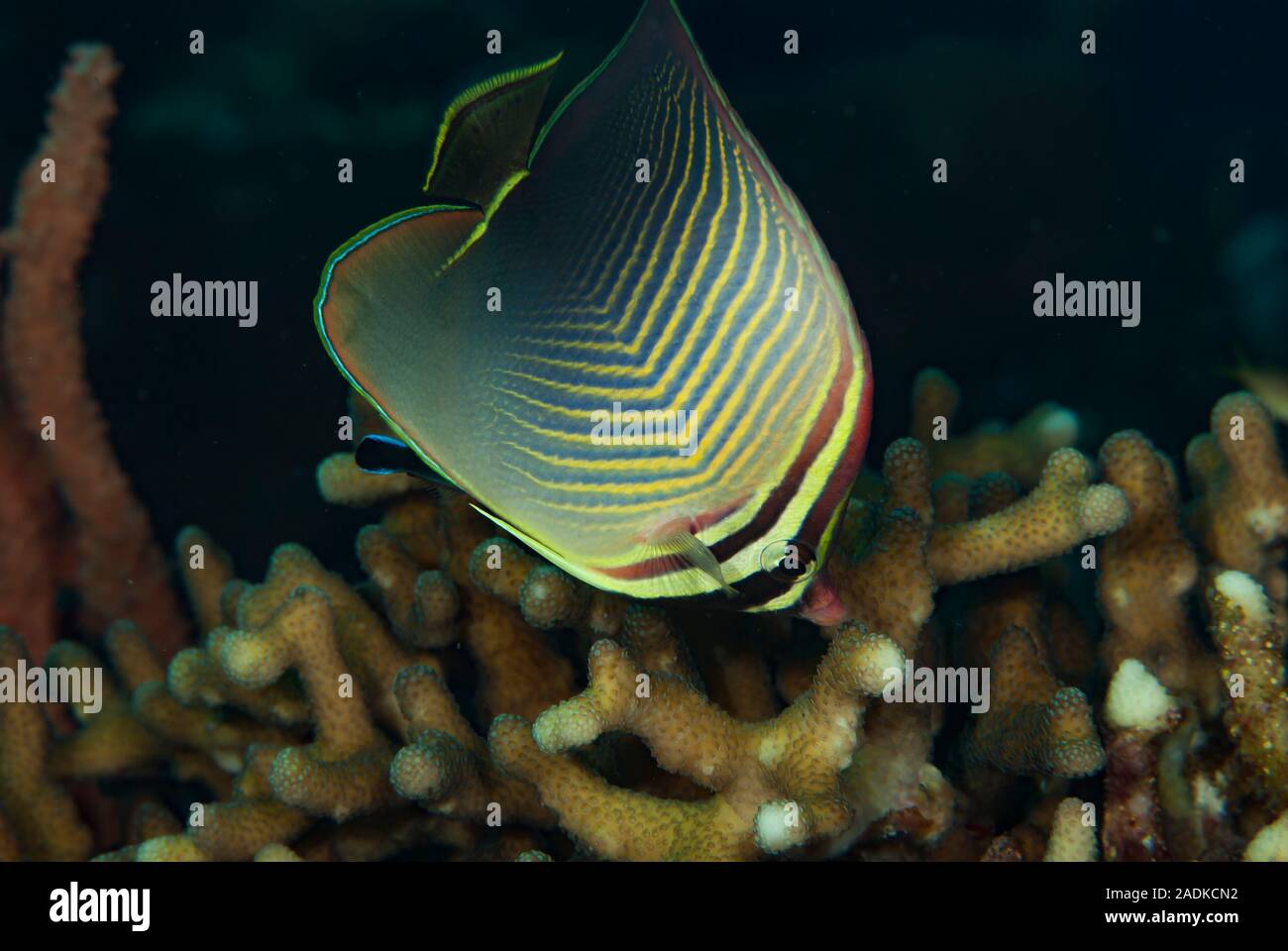 Chaetodon baronessa hi-res stock photography and images - Alamy