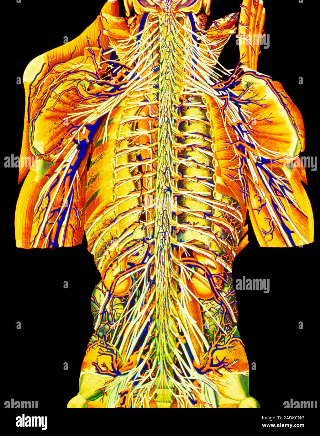 Spinal nerves. Computer-enhanced historical illustration of the human ...