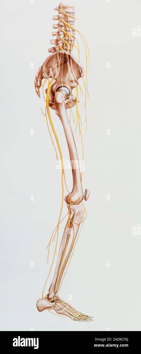 Leg nerves. Illustration of the skeleton of the human leg overlain with ...