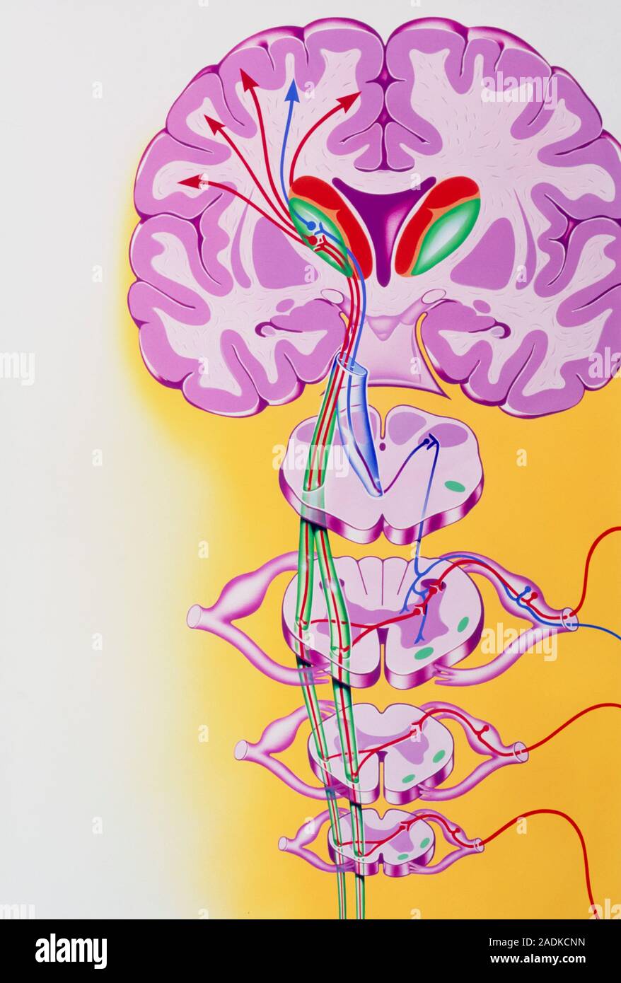 Nerve pathways to the brain. Artwork showing nerves (red & blue ...