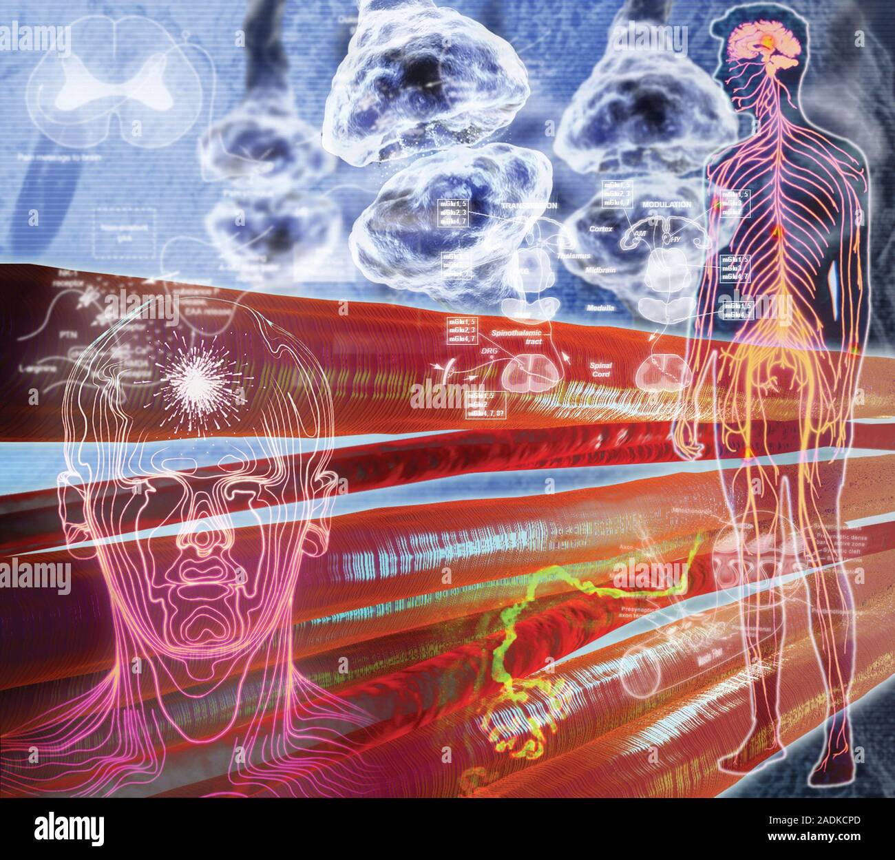Nervous system. Composite computer artwork of the human nervous system ...
