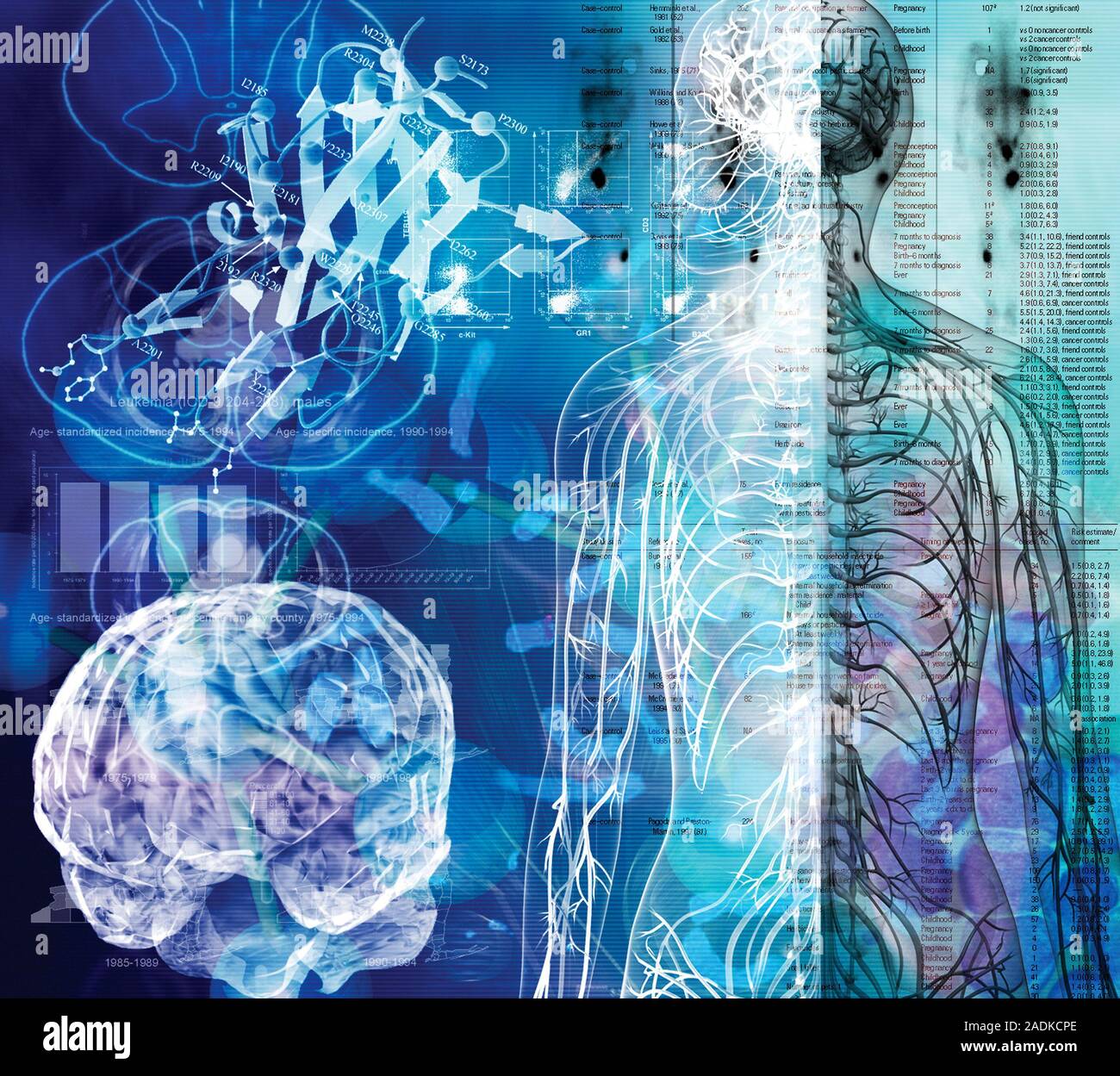 Nervous system. Composite computer artwork of the human nervous system ...