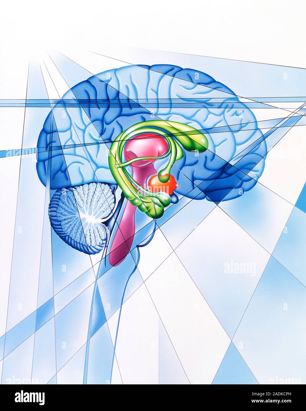 Limbic system. Illustration of structures of the limbic system of the ...