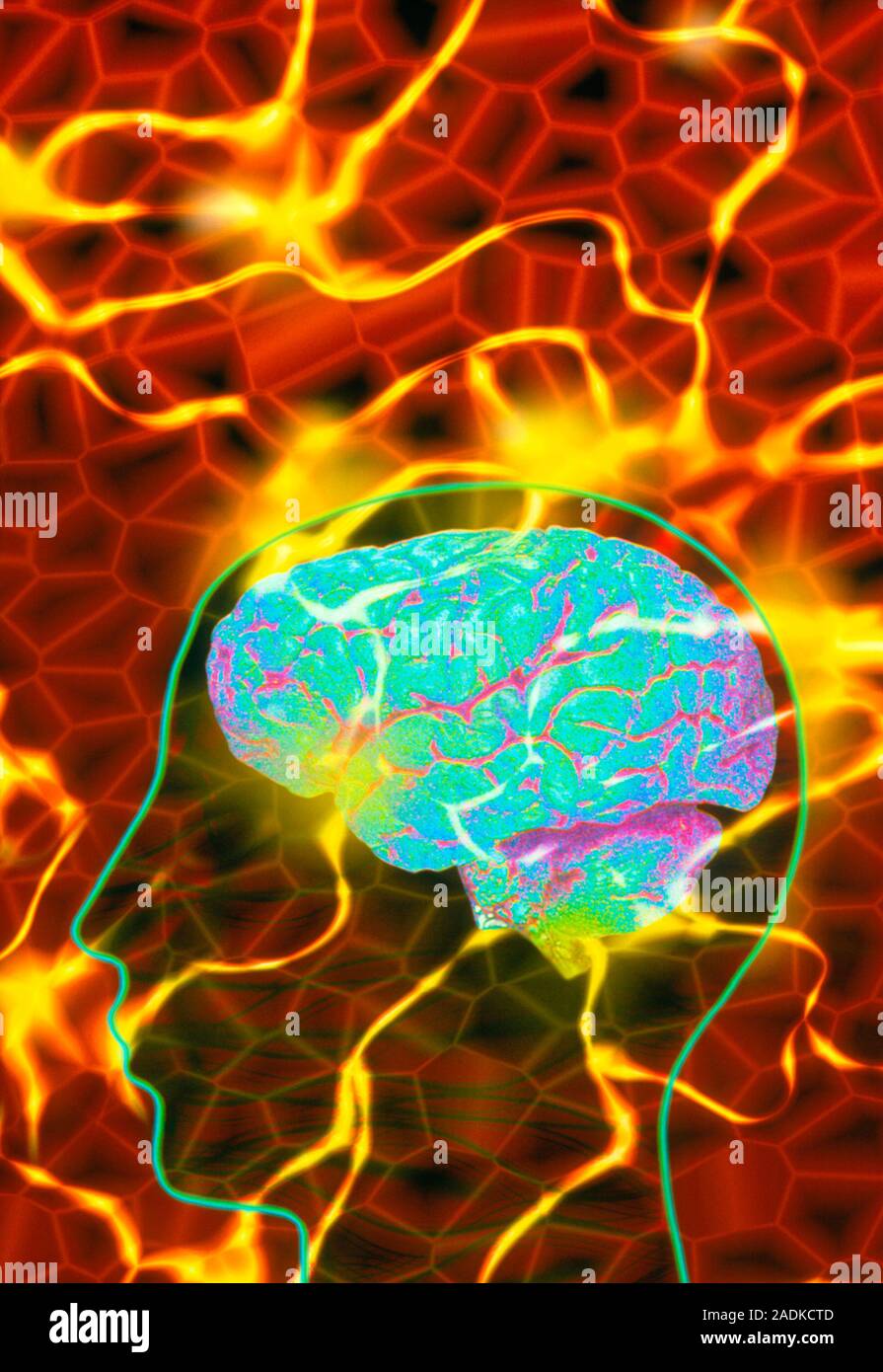 Brain. Abstract computer artwork showing the silhouette of a human head ...