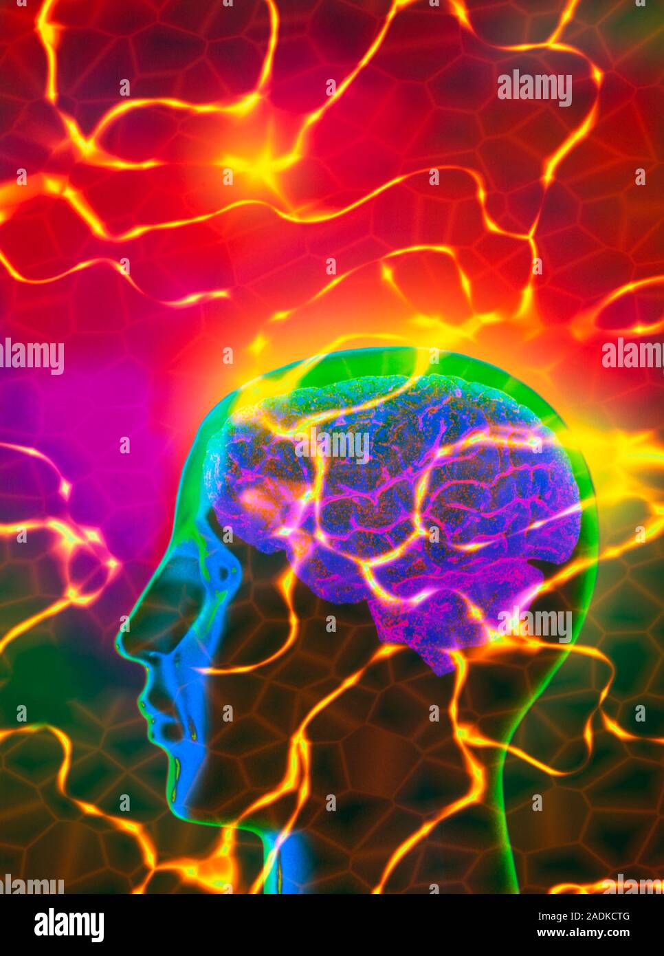 Brain. Abstract computer artwork showing the silhouette of a human head ...