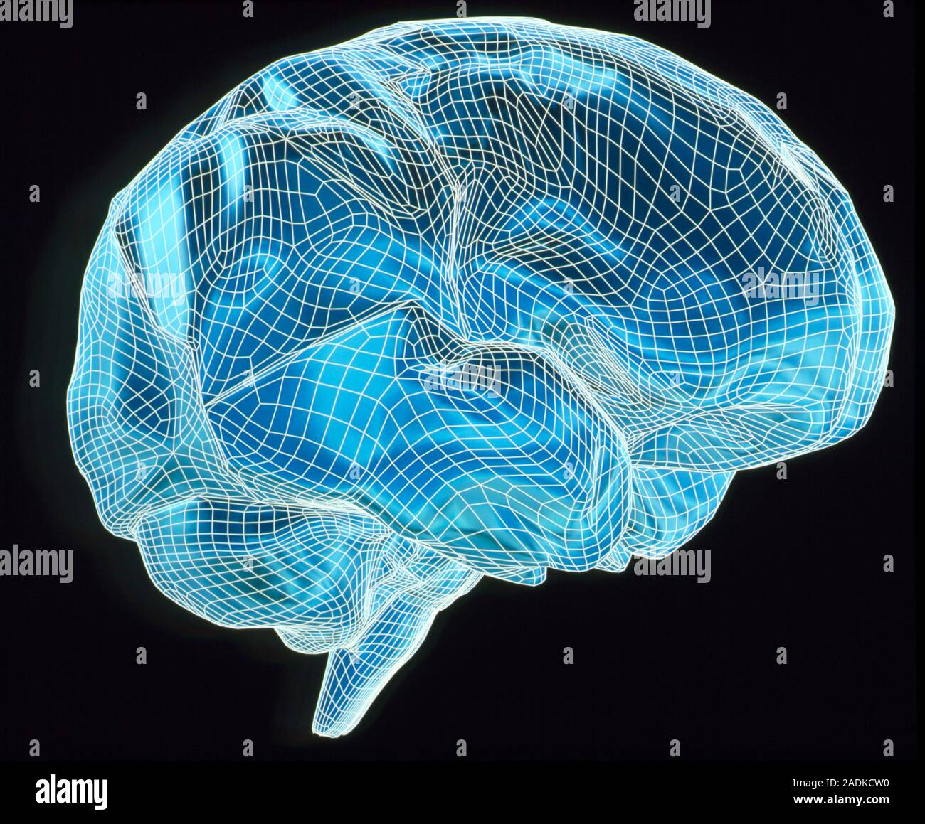 Brain. Computer illustration of a wire-frame model of a human brain ...