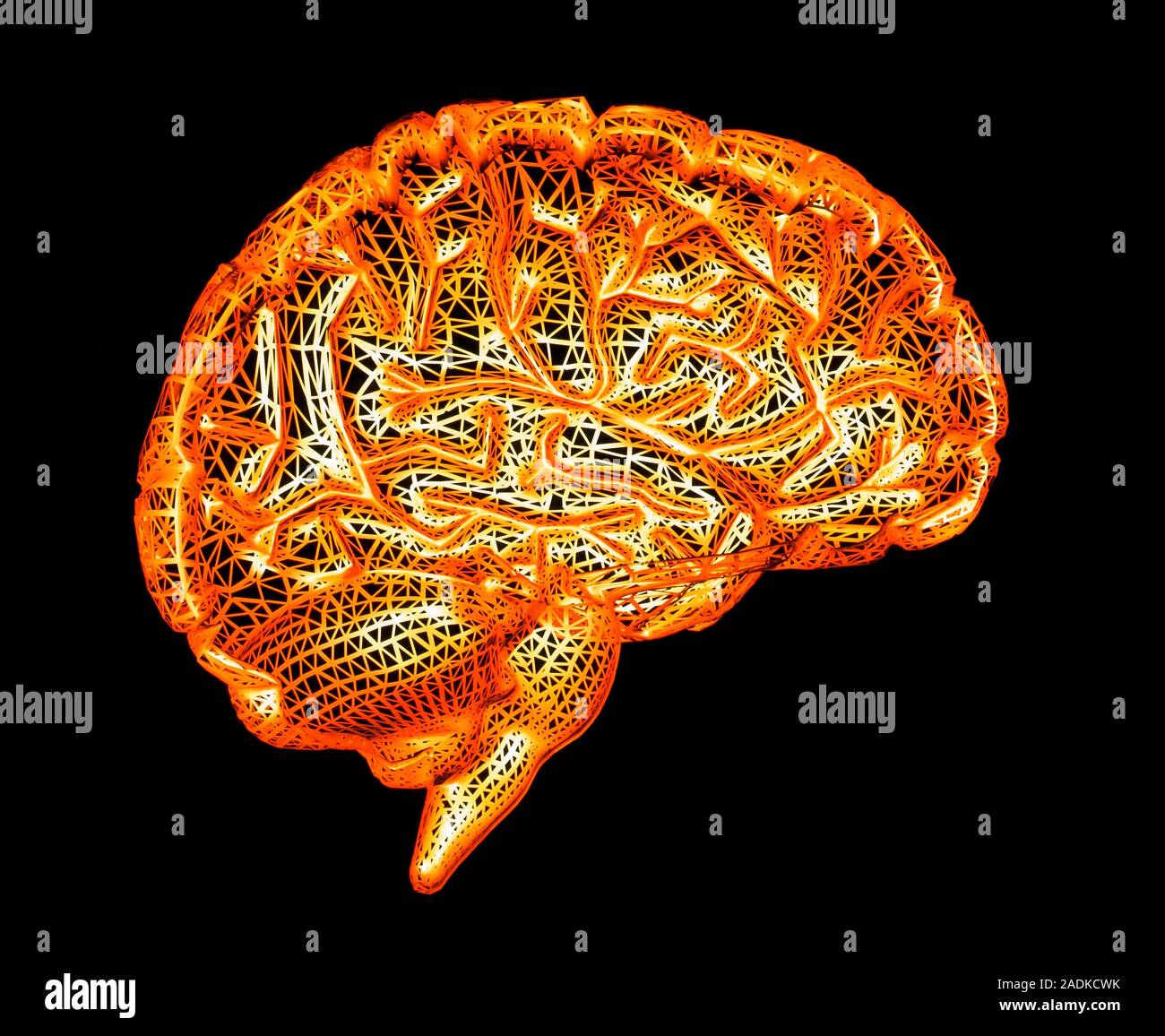 Brain. Wire-frame computer artwork of a healthy human brain, seen in ...