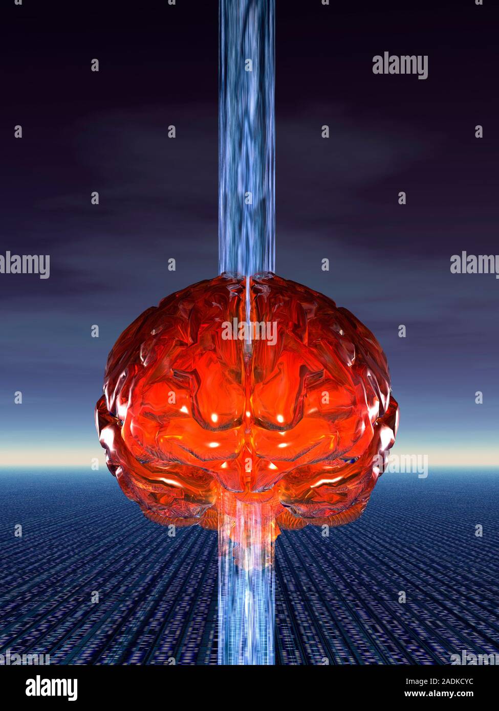 Human brain. Abstract computer artwork of a human brain (red), seen ...