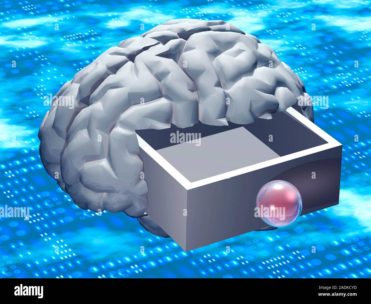 Brain capacity. Conceptual computer artwork of a human brain with a ...