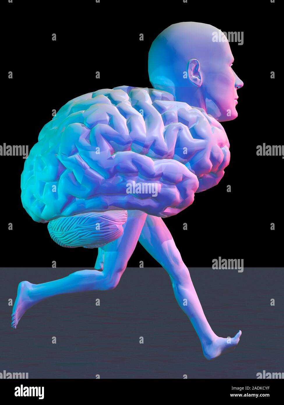 Running brain. Conceptual computer artwork of a human brain running on ...