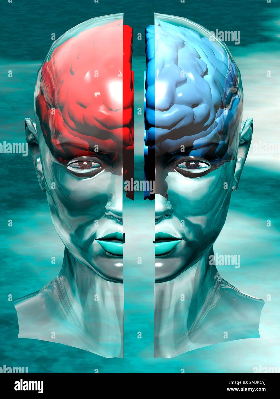 Split brain. Conceptual computer artwork of a split brain inside a ...