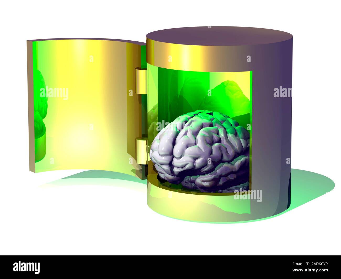 Human brain in a case, conceptual artwork Stock Photo - Alamy