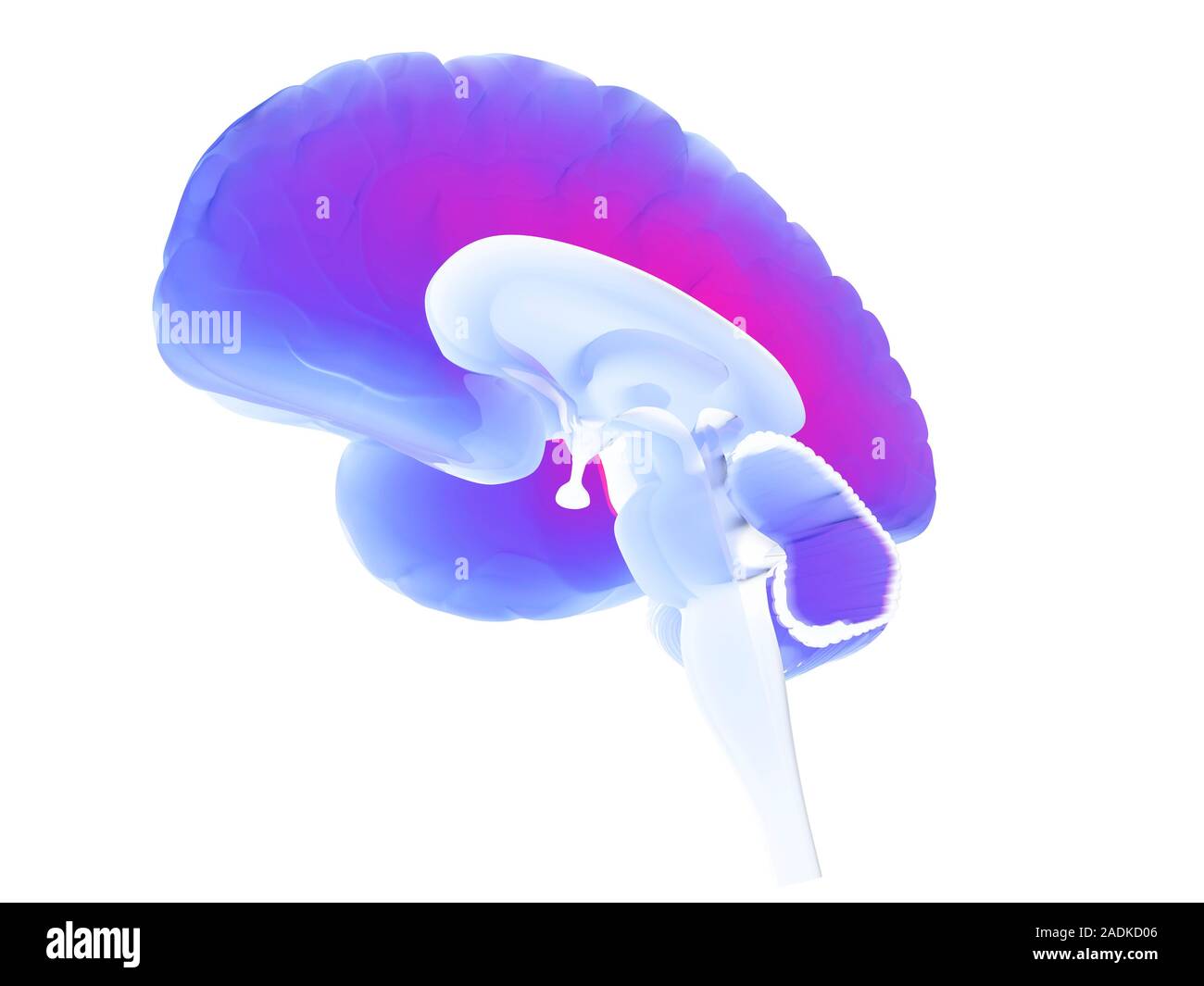 Human brain. Computer artwork of a human brain sliced in half Stock ...
