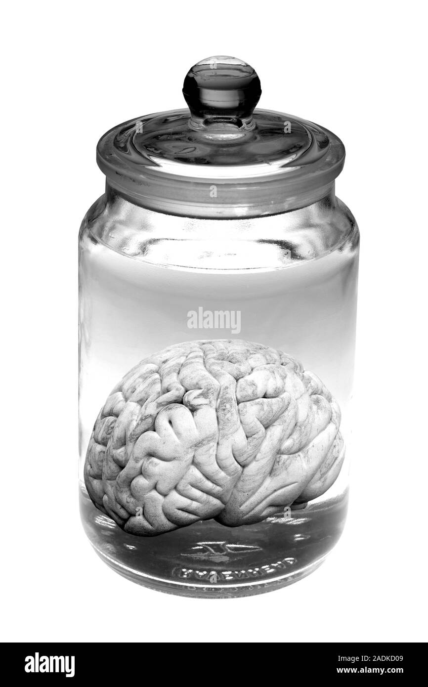 Preserved brain, artwork Stock Photo - Alamy