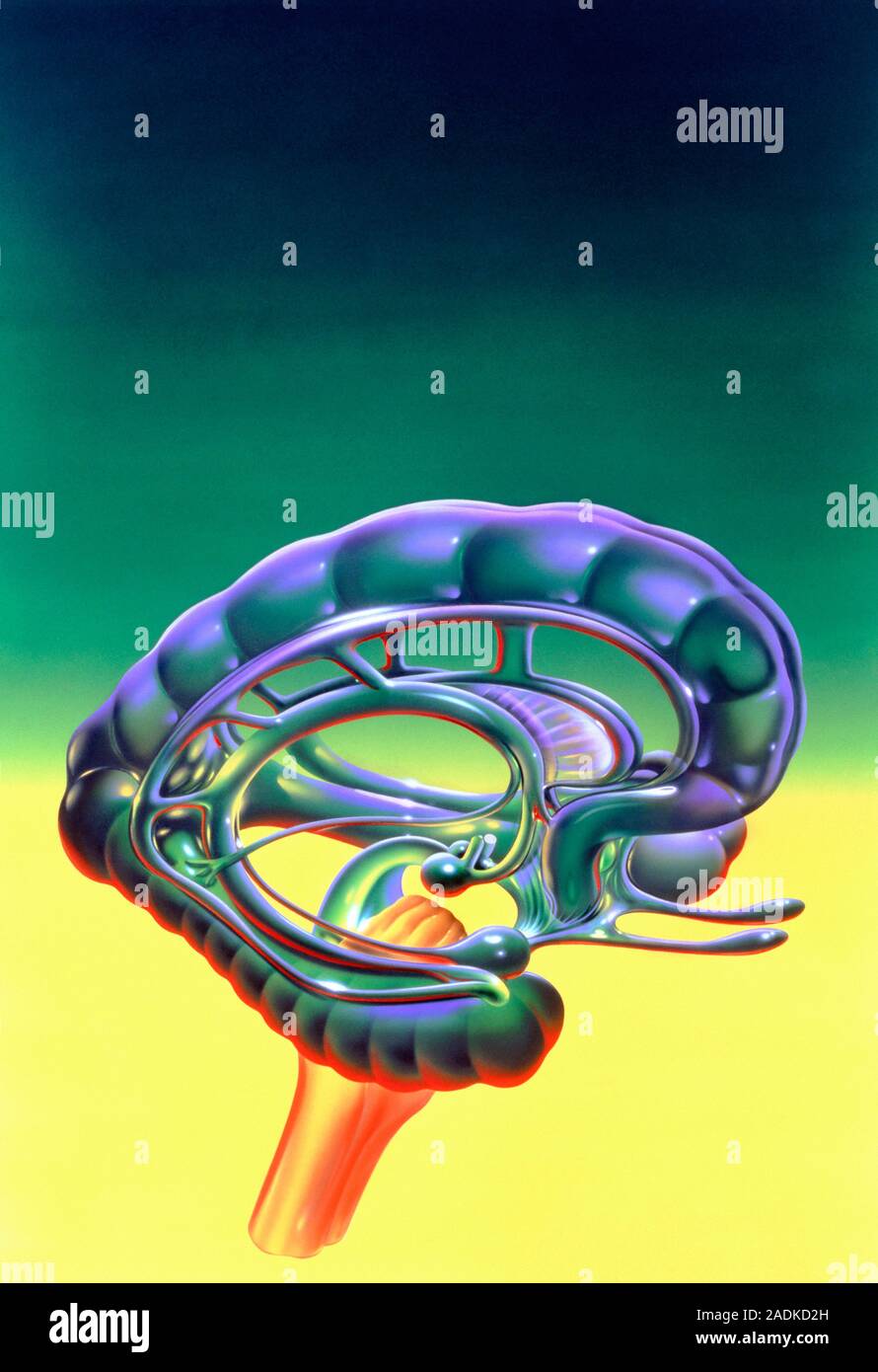 Illustration of the anatomical structures of the limbic system of the ...