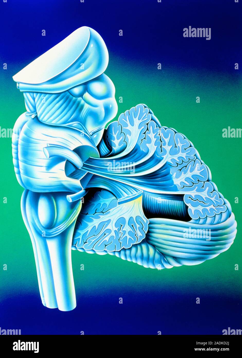Illustration of the human cerebellum and brain- stem. At right, the ...