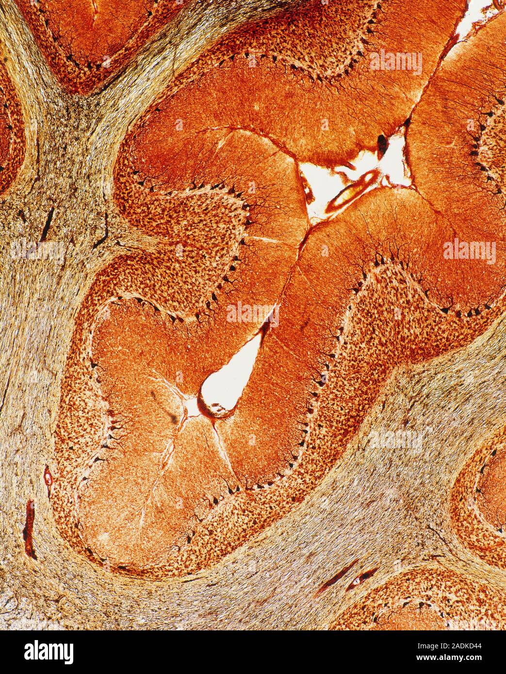 Cerebellum anatomy. Light micrograph of a cross- section through cortex ...